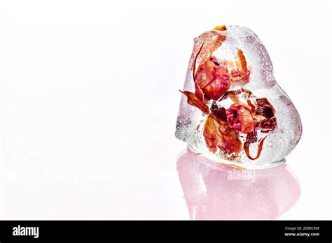 Frozen rose in ice cube Stock Photo - Alamy