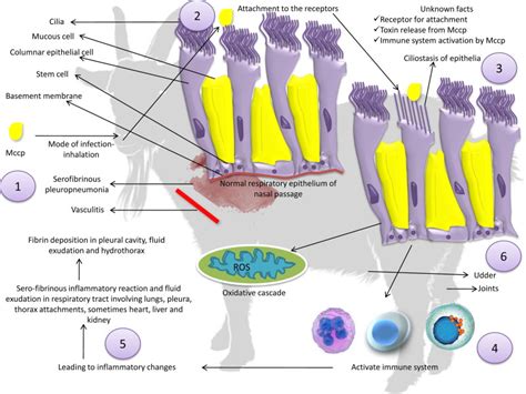 Contagious Caprine Pleuropneumonia A Comprehensive Review Pmc