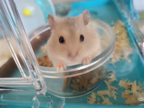 ハムスターはネズミと同じ種類なのになぜ可愛がられるのか？生物的な違いについても｜幸運を呼ぶハム様