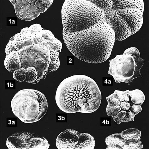 Dominant Benthic Foraminiferans Recorded In Uppanar And Kaduvaiyar