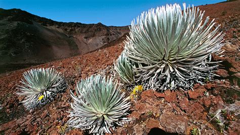 Biologists Think They Know Why This Stunning Hawaiian Plant Is