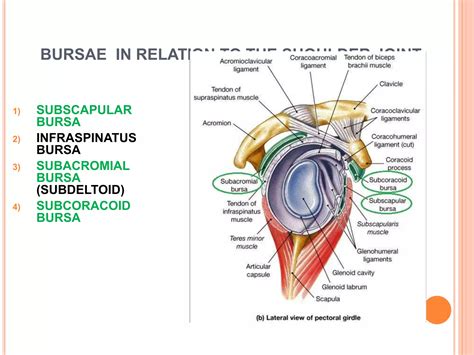 Shoulder Anatomy And Examination Pptx