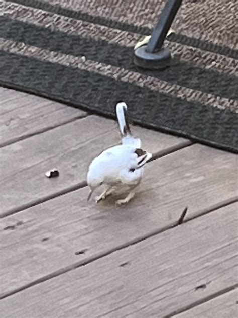 Help Identifying Bird Rbirding
