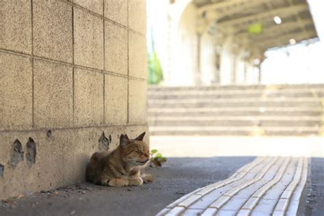 扇町のニャン GANREF