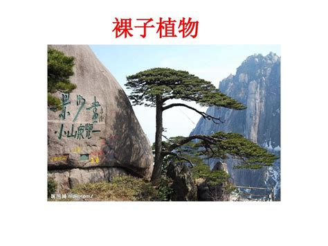 北京版生物第十三章裸子植物word文档免费下载亿佰文档网