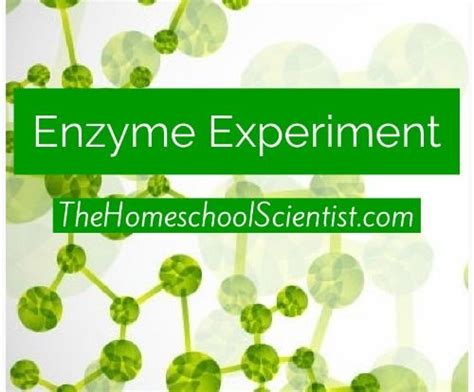 The Lab Report Enzyme Experiment Biology Labs Experiments Enzymes Biology