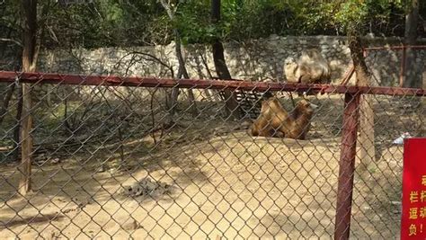 In A First 8 Asiatic Lions Test Positive For Covid In Hyderabad Zoo