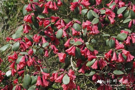 朱砂杜鹃Rhododendron cinnabarinum 花卉图片网