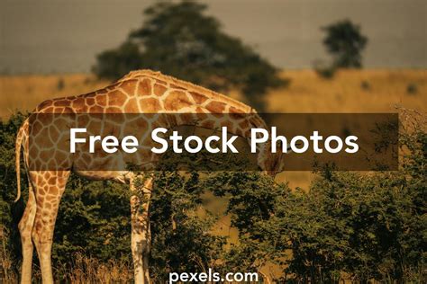 Ahegaowallpaper Photos Download The Best Free Ahegaowallpaper Stock