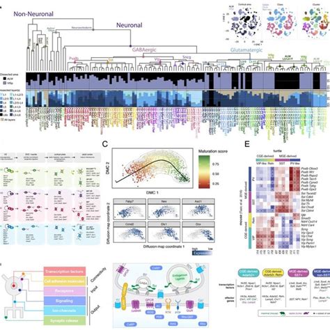 Ole Kiehn Professor Drsci Karolinska Institutet Solna Ki Department Of Neuroscience