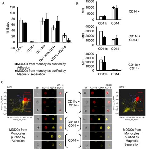 Characterization Of Human Monocyte Derived Dendritic Cells By Imaging