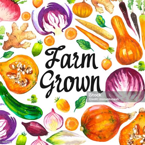 농장 일러스트의 둥근 구성과 수채화 그림 야채 세트 호박 호박 양파 토마토 양배추 브로콜리 사탕 무우 당근 생강 자두 신선한 유기농 식품 0명에 대한 스톡 벡터 아트 및