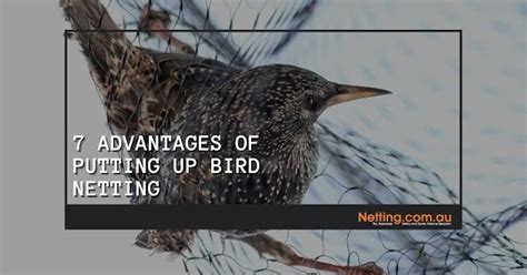 7 Advantages Of Putting Up Bird Netting In Your Garden In Australia