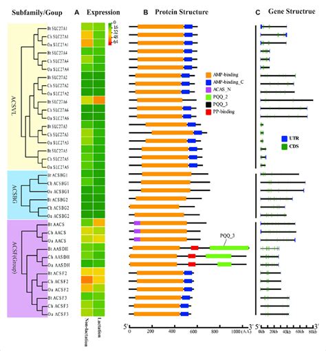Expression Profiles Gene Structure And Protein Structure Of Acs Genes