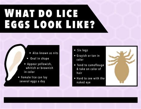 6 Natural Remedies To Get Rid Of Head Lice Eggs Findatopdoc