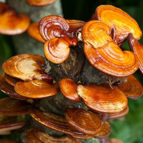 Ganoderma Lucidum Leyss Ex Fr Karst Linh Chi