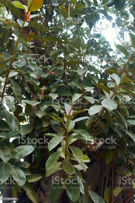 Brnaches Of Healthy Growing Rubber Tree In Craig Park Garden At