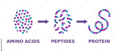 Protein Structure Amino Acids Peptides Protein Proteins Formation