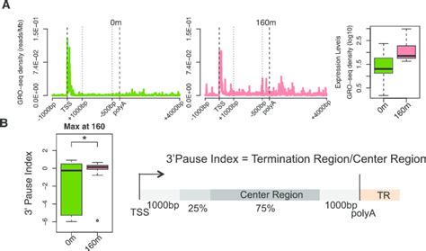 Accumulation Of Rnapii At The 39 End Of Genes Is A Dynamic Process A