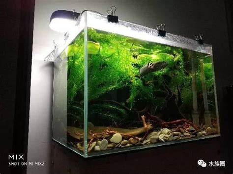 30缸可以养两条雷龙吗 30方缸养一对雷龙 30缸能养幻红雷龙吗 大山谷图库