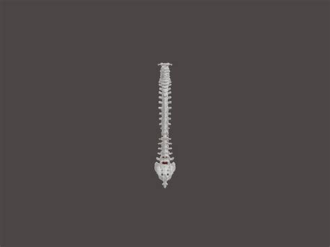 💾 Full Vertibral Column With Disk Segmented Model・ 3d File For 3d