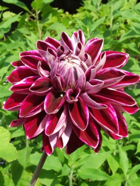 Purple Pearl Decorative Dahlias Dahlia Tubers Order Dahlia Tubers