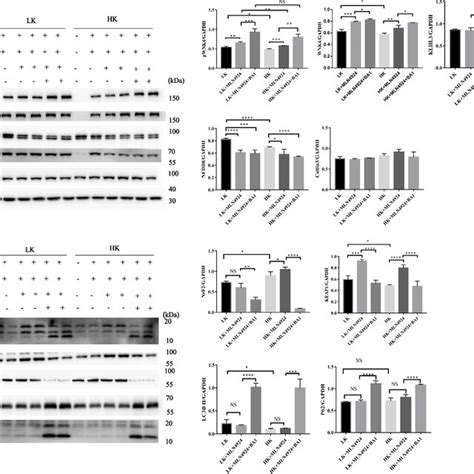 Potassium Regulates Wnk4 Via Autophagy And Apoptosis Hek293 Cells