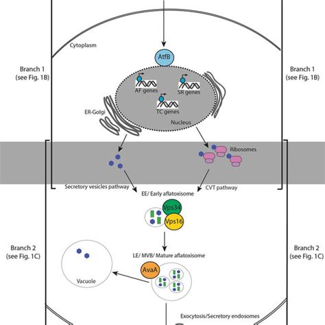 Pdf Aflatoxin Biosynthesis Regulation And Subcellular Localization