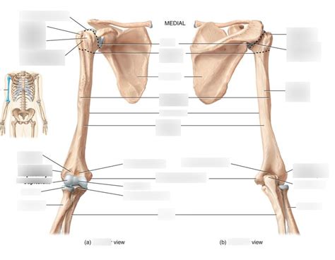 Arm 1 Diagram Quizlet