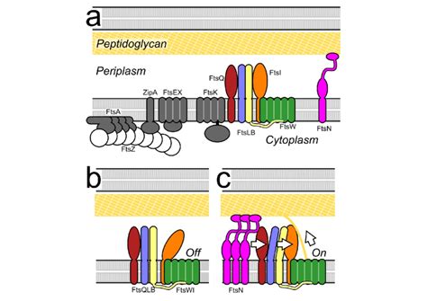 The Current Model For Activation Of Cell Division A Schematic Download Scientific Diagram