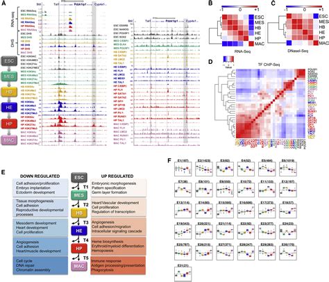 Dynamic Gene Regulatory Networks Drive Hematopoietic Specification And