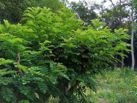 Rosewood Dalbergia Latifolia Showcased In Its Natural Habitat With Lush