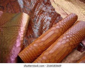 11 827 Red Python Images Stock Photos Vectors Shutterstock