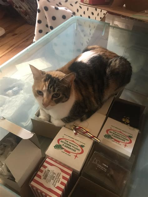 Astrid Is Getting In The Christmas Spirit Scrolller
