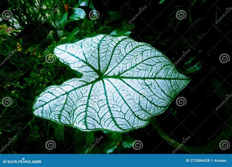 白雪花心形叶子和黑绿脉植物在盆中生长的经典钙质 库存照片 图片 包括有 设计 叶子 重点 宏指令 273006428