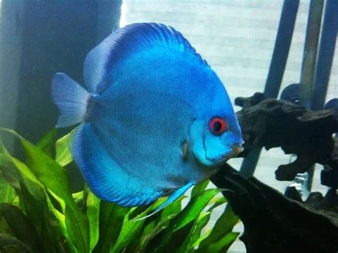 Harga Ikan Discus Suka Ikan