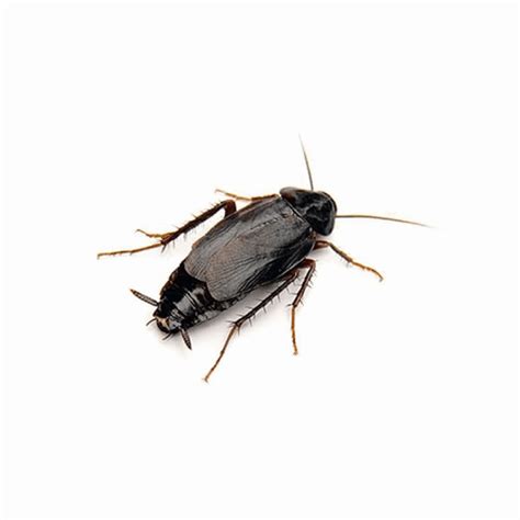 Common Winter Cockroaches In Minnesota Homes