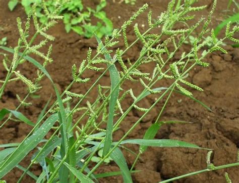Echinochloa Alchetron The Free Social Encyclopedia