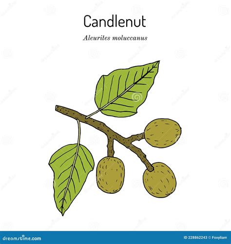 Candlenut Or Kukui Tree Aleurites Moluccana State Tree Of Hawaii