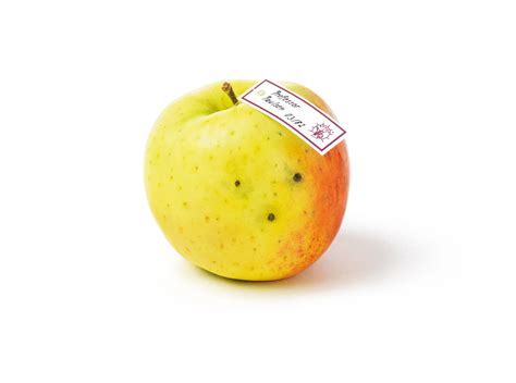 Professor Paulsen Adamrouilly