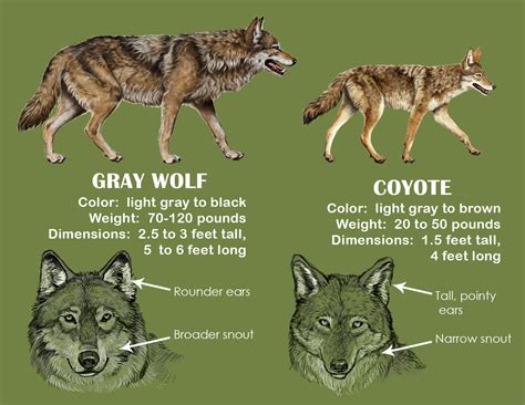 Wolf Coyote Difference