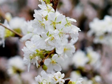 सर्दियों के बाद अब बसंत क्यों नहीं आता