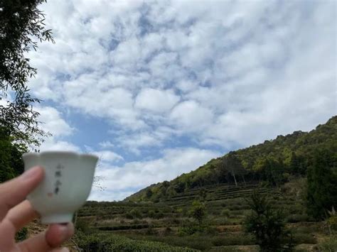 樹齡越老的茶越好喝新白茶和老白茶是不是按照茶樹年齡分的 每日頭條