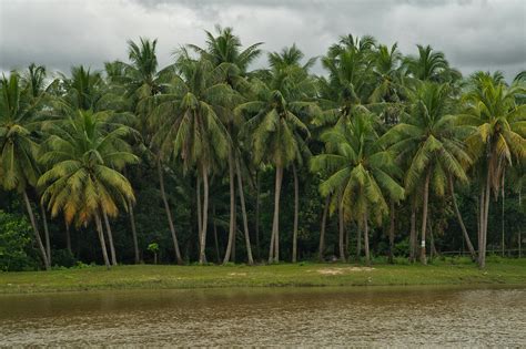 एक बार लगाए यह पेड़ 80 साल तक मिलेगा फल