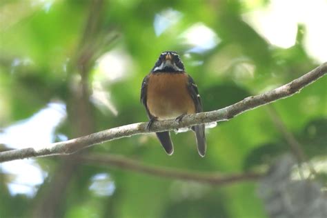 Classic Papua New Guinea Tour Report 2022 Birdquest