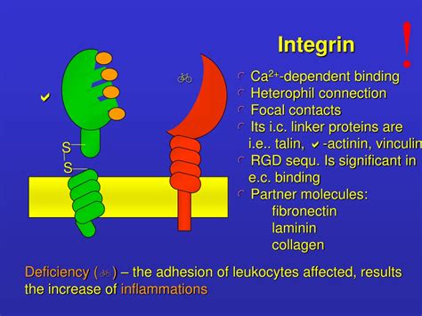 Ppt Adhesion Cell Junctions Powerpoint Presentation Free Download