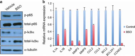 Bso Downregulated The Nf κb Signaling Pathway A Western Blot