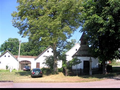 Zlátenka - Živéobce.cz
