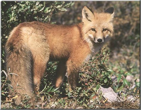 Red Fox Vulpes Vulpes { 붉은여우 Image Only