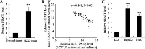 Relative Expression Of Neat1 In Hcc Tissues And Cell Lines A Relative